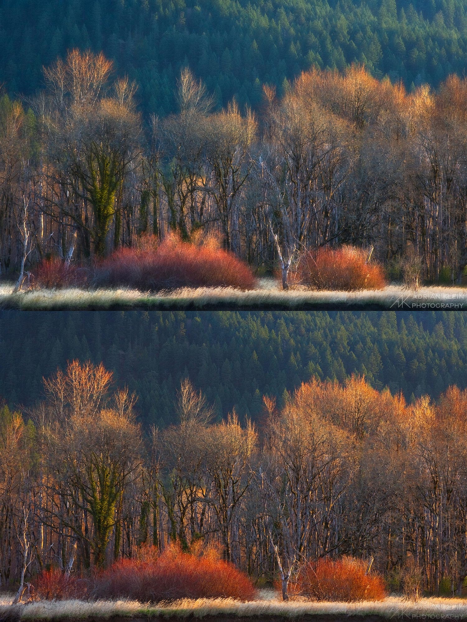 Photo of the Week, Sunset Forest | Adrian Klein Photography Landscape ...