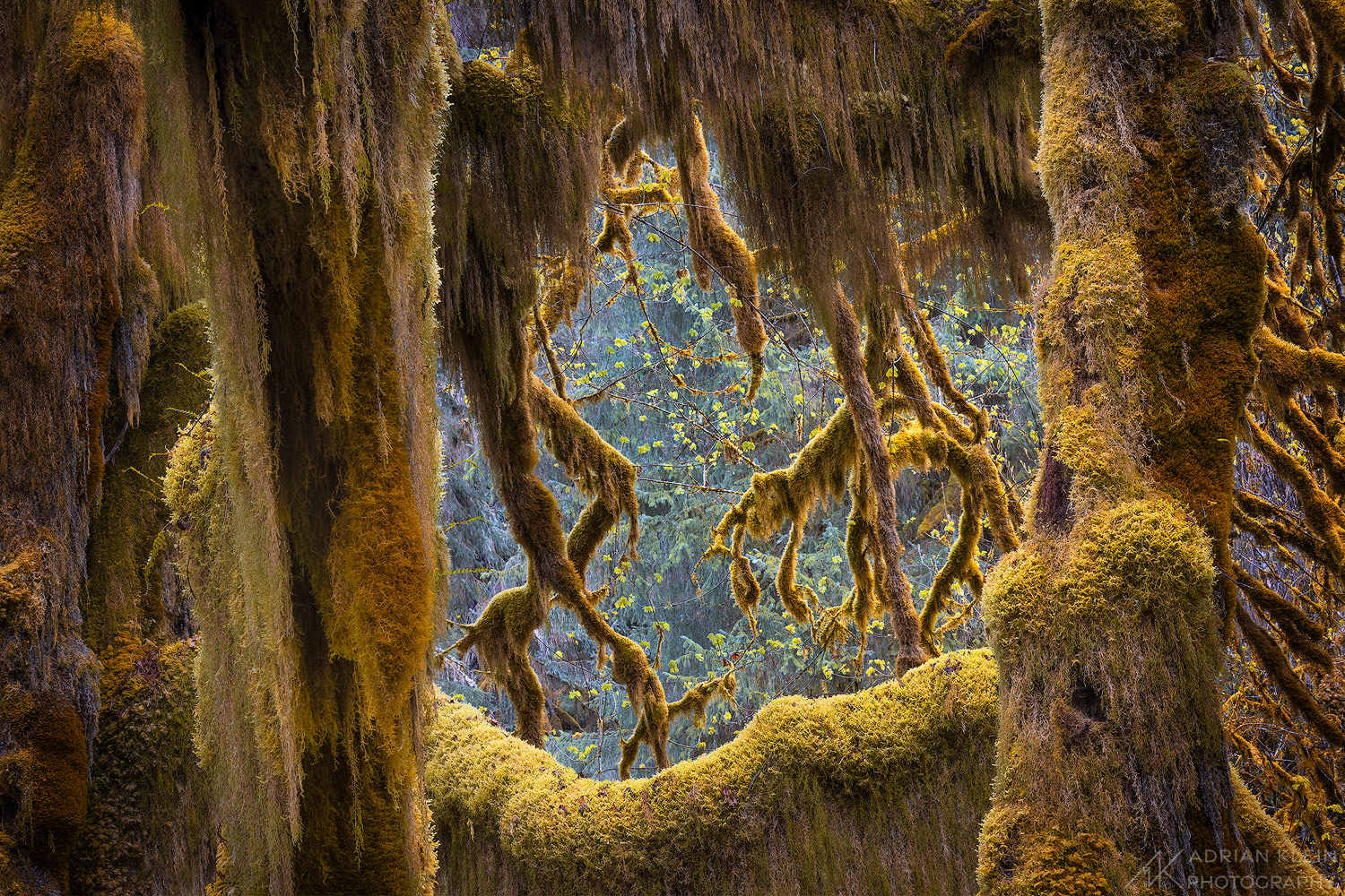 Mossy Underworld | Olympic National Park, Washington | Adrian Klein ...